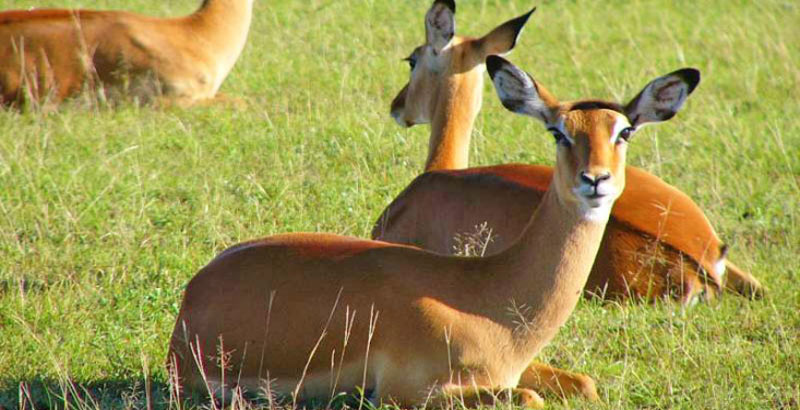 Explore Kisumu Impala Sanctuary: #1 Paradise by Lake Victoria - Tour Kenya